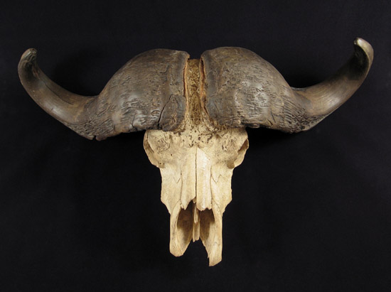 Curiosities - Buffalo skull, Western U. S.